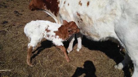 Cow Calving Stages - Grit